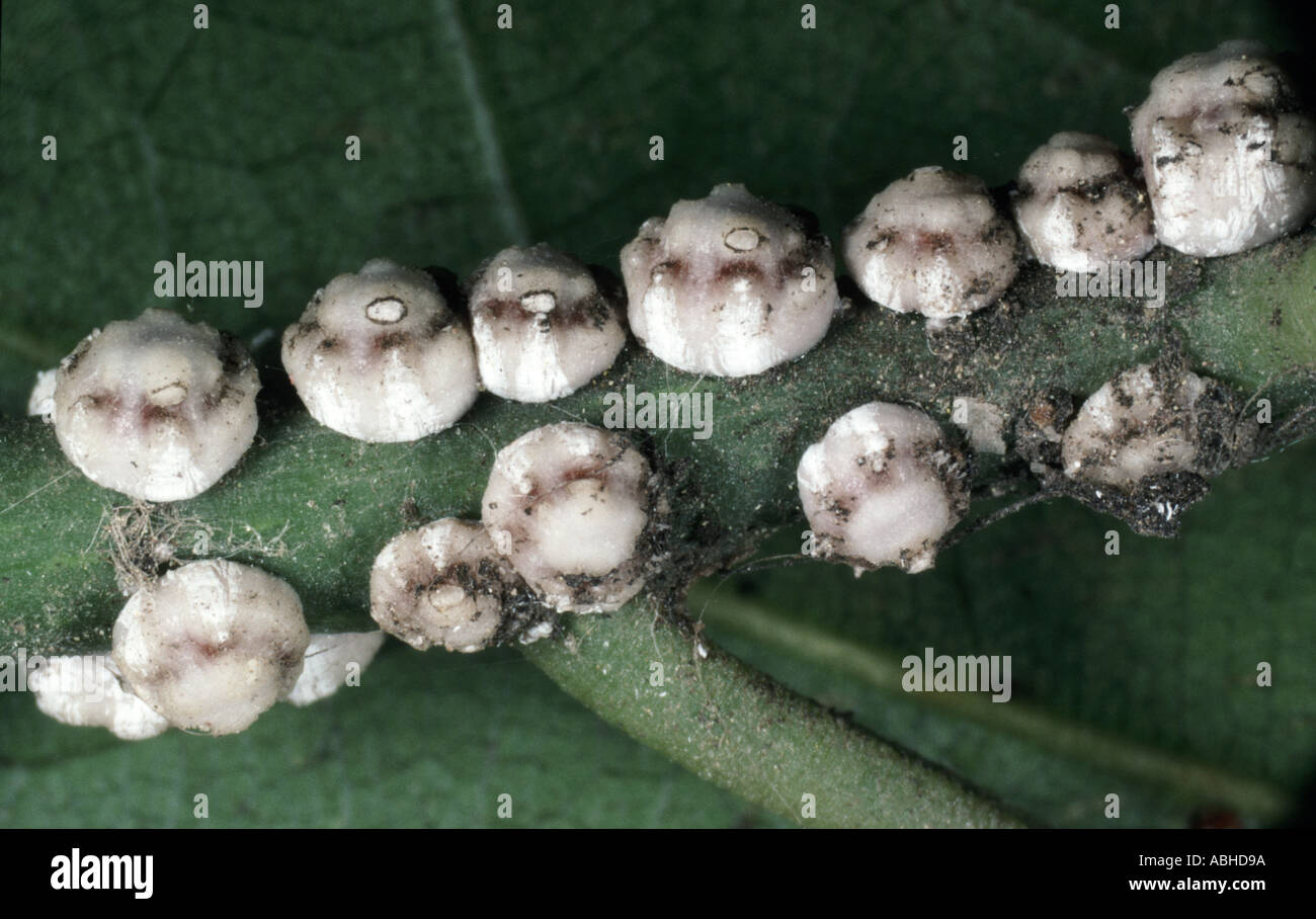 Waxy scale insect scales on hi-res stock photography and images - Alamy
