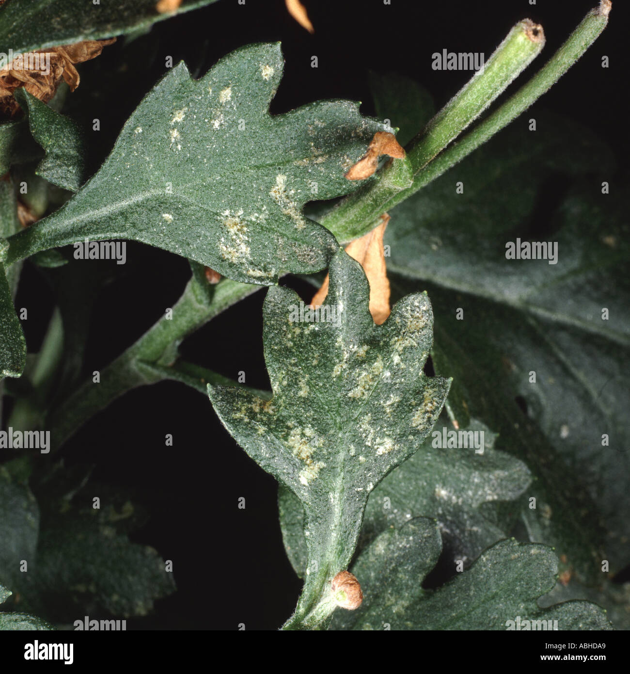 Feeding damage to Chrysanthemum leaves by western flower thrips ...