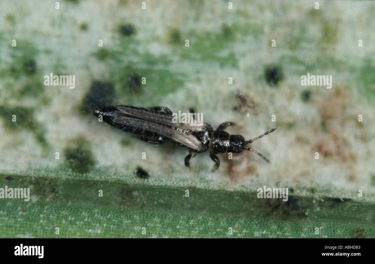 Damaged leaf hi-res stock photography and images - Alamy