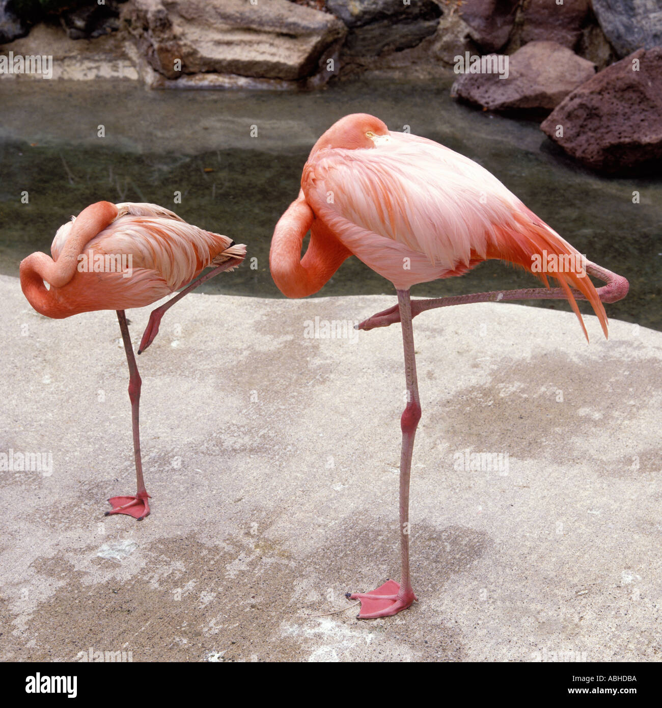 Birds beside a pool hi-res stock photography and images - Alamy