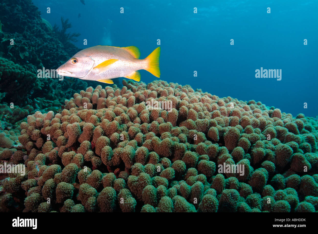 Schoolmaster fish hi-res stock photography and images - Alamy