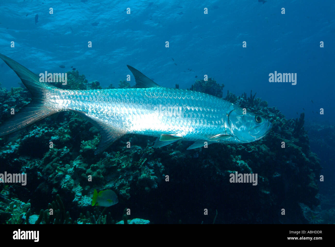 Tarpon over a reef in Bonaire Stock Photo - Alamy