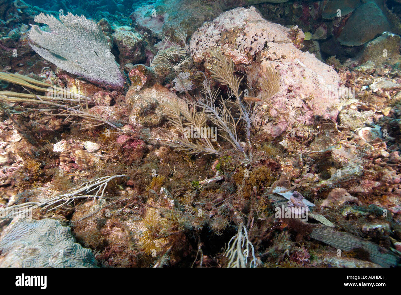 Destroyed reef in Bonaire Stock Photo - Alamy