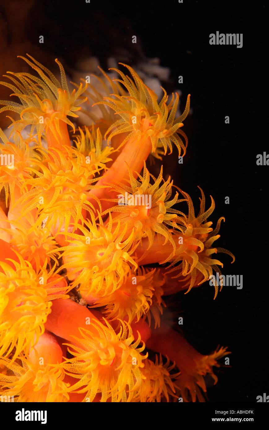 Orange cup coral in Bonaire Stock Photo - Alamy