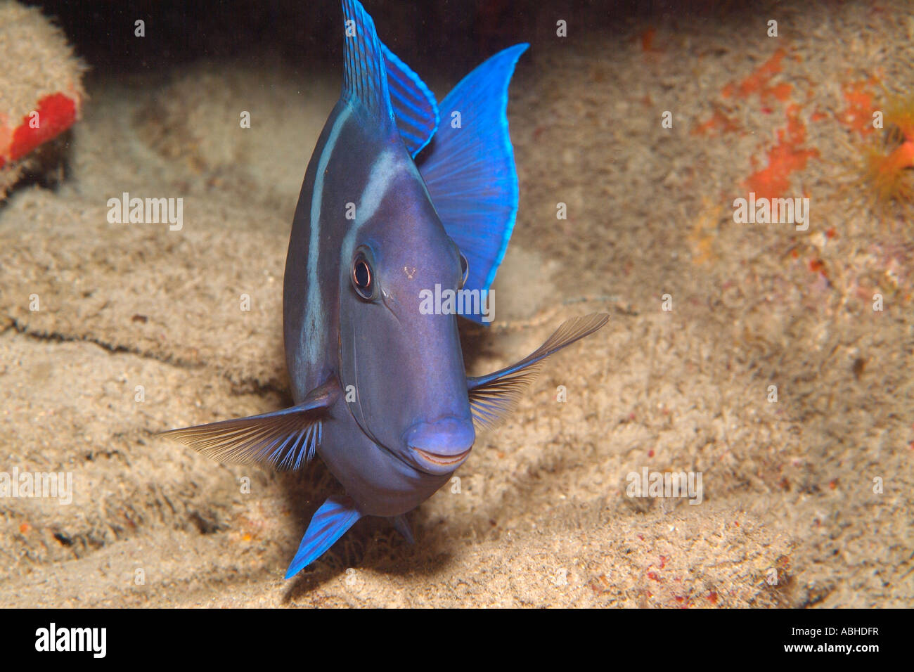 Doctor_fish hi-res stock photography and images - Alamy