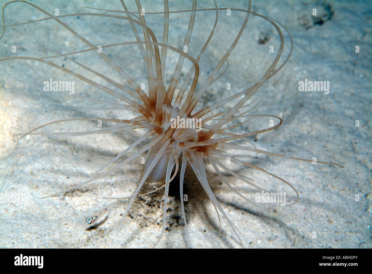 Banded tube-dwelling anemone with polyps extended by night Stock Photo ...