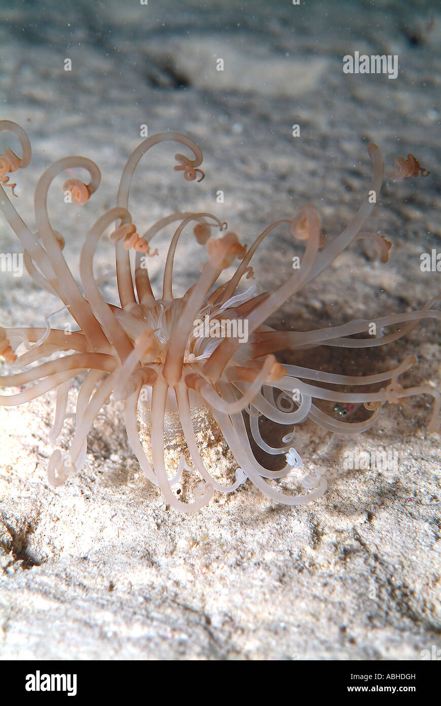 Banded tube-dwelling anemone with polyps extended by night Stock Photo ...