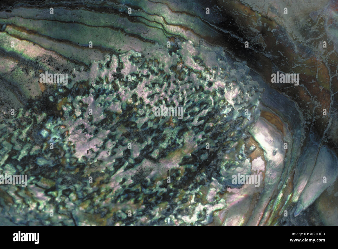 Cosmos seashells hi-res stock photography and images - Alamy