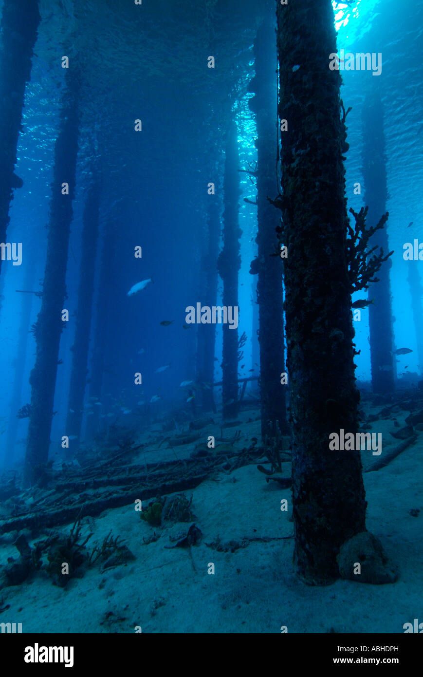 Pier underwater marine structure hi-res stock photography and images ...