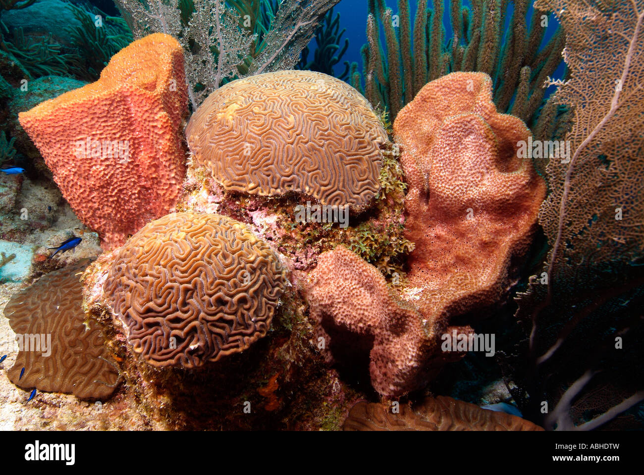 netted barrel sponge and brain coral heads off Bonaire Stock Photo - Alamy