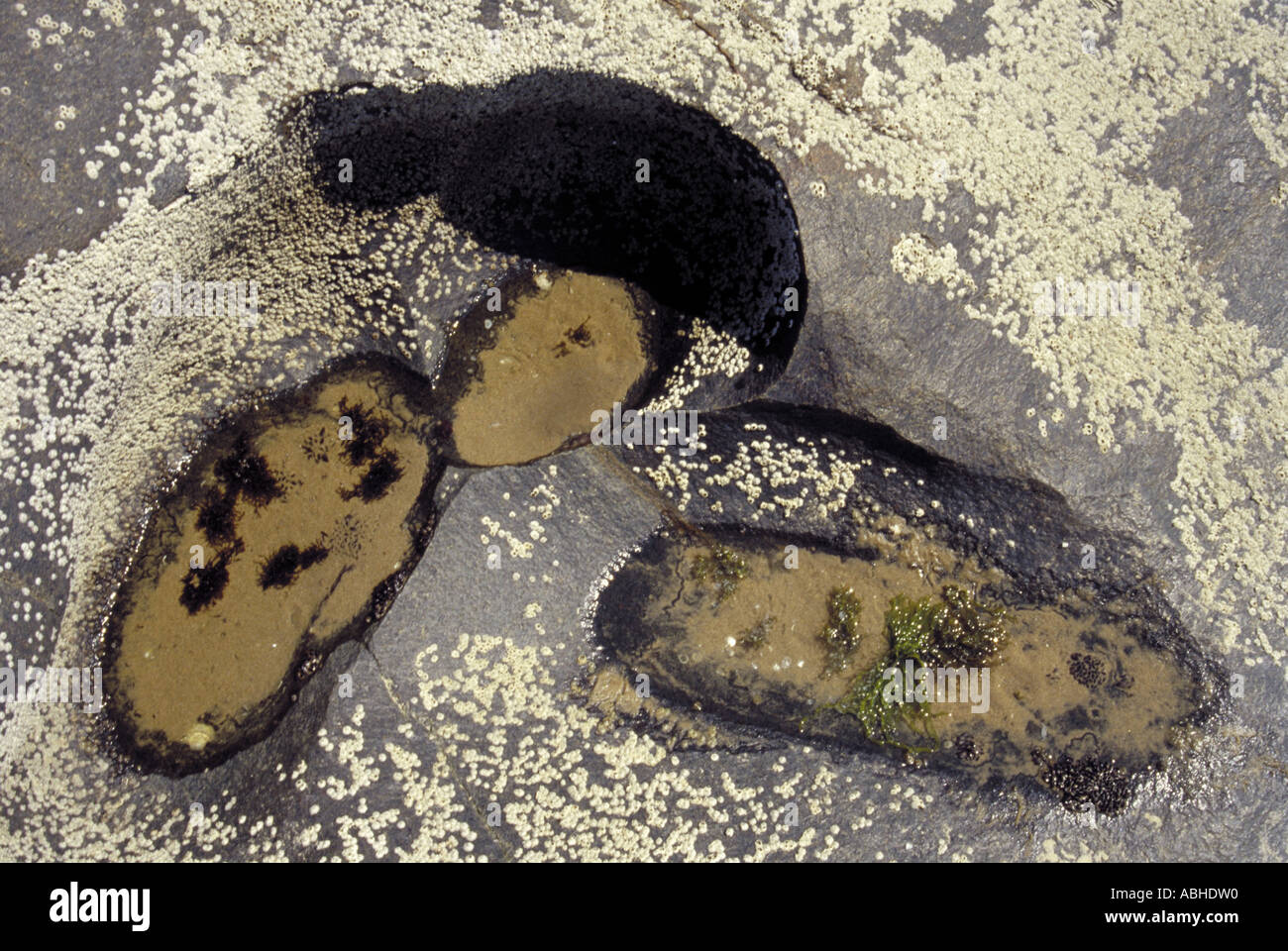 AMA76993 Nature closeup conceptual abstract showing water and mud in ...