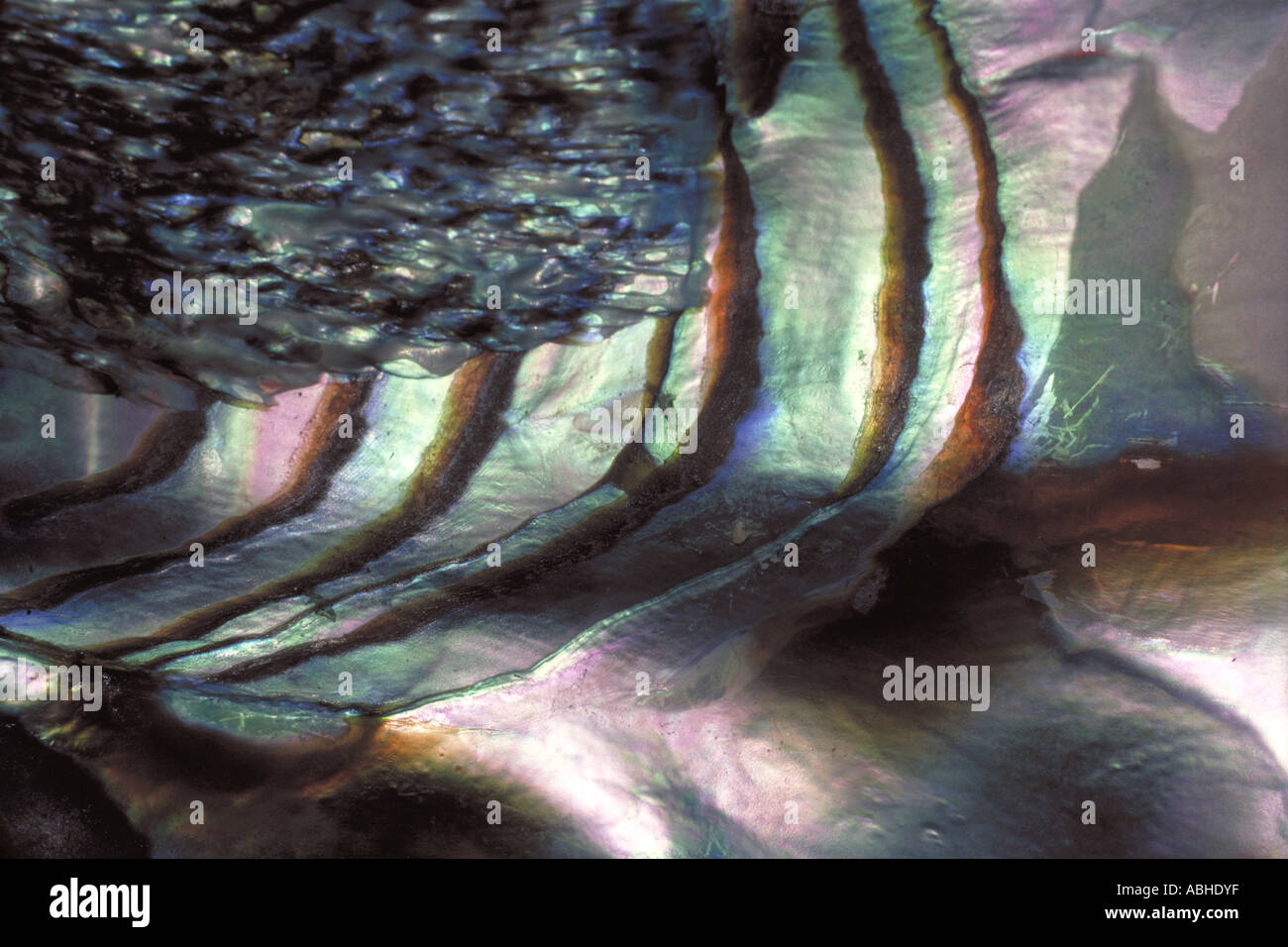 AMA76954 Nature closeup of sea shell inside interior conceptual ...