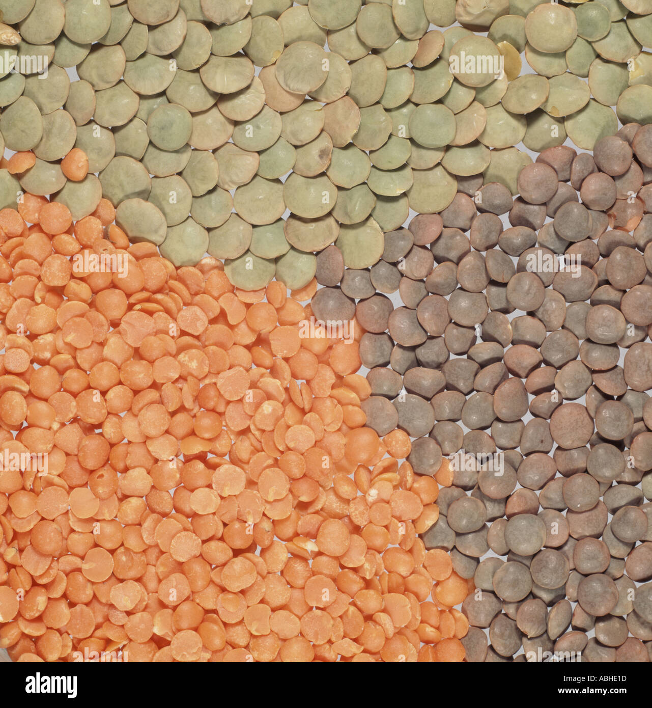 Pulse crop product of green brown and small red lentils in piles still ...