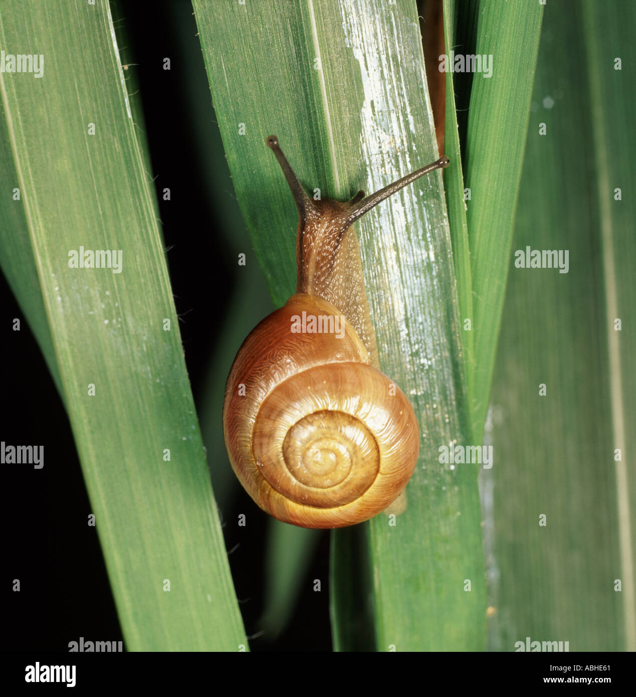 Cepaea nemoralis banded snail hi-res stock photography and images - Alamy