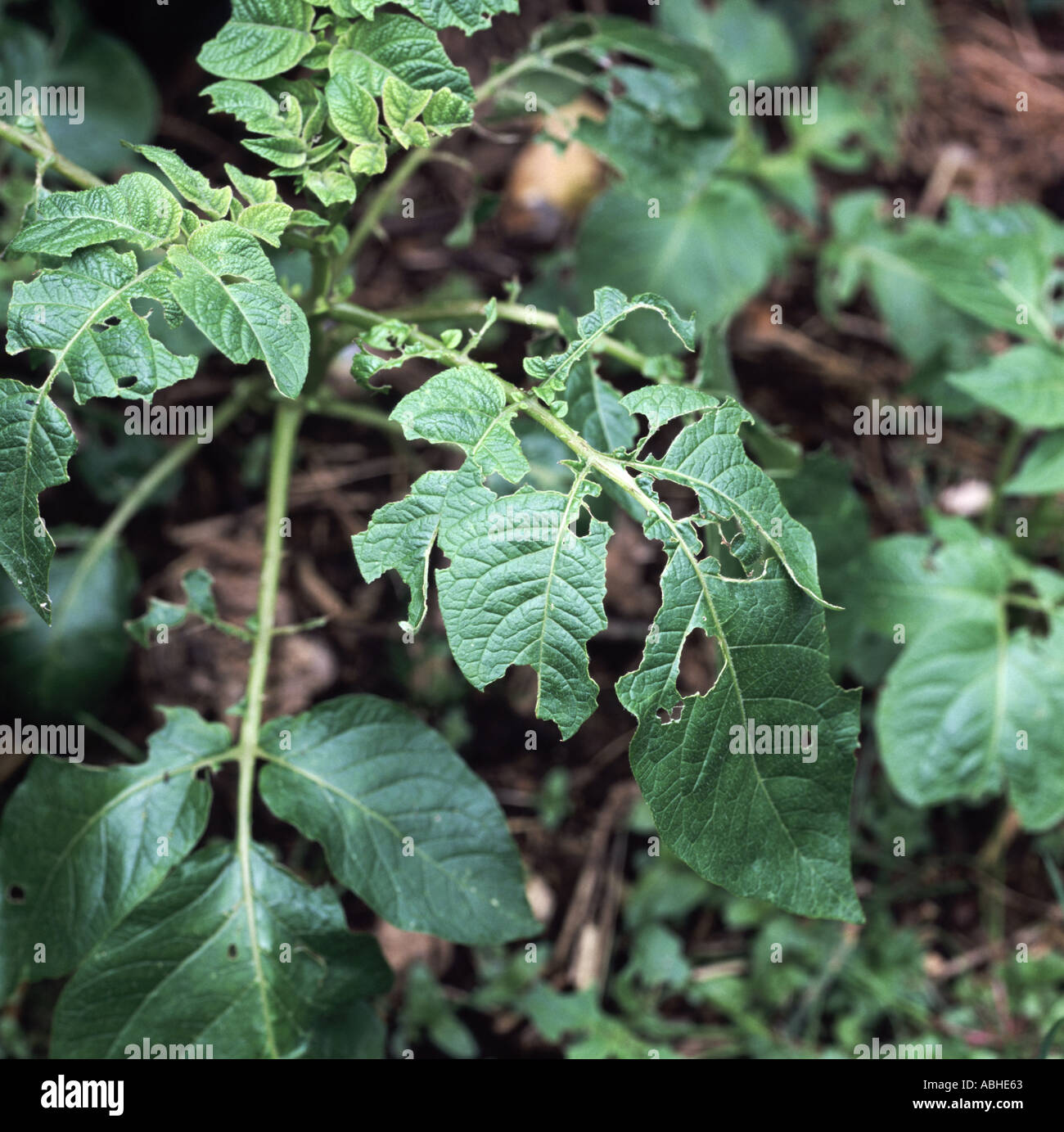 Potato plant leaves damaged by slugs and snails Stock Photo - Alamy