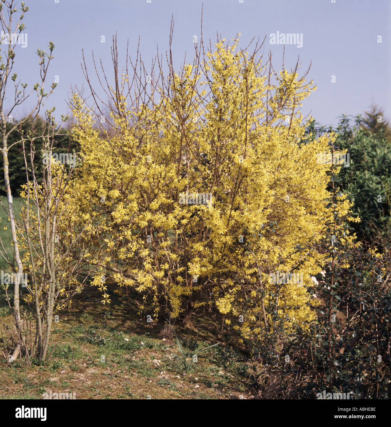 Yellow early flowering Forsythia shrub in garden setting Stock Photo ...