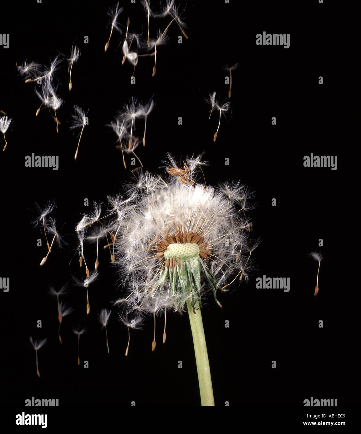 Wind blown seeds hi-res stock photography and images - Alamy