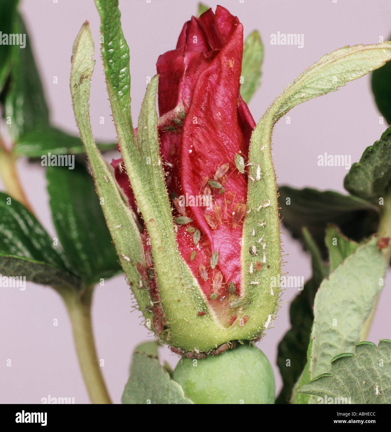 A colony of rose aphids Macrosiphum rosae on rose flower bud Stock ...