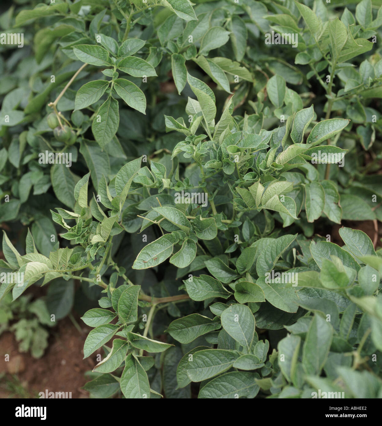 Ring rot Corynebacterium sepedonicum distortion to potato leaves on ...