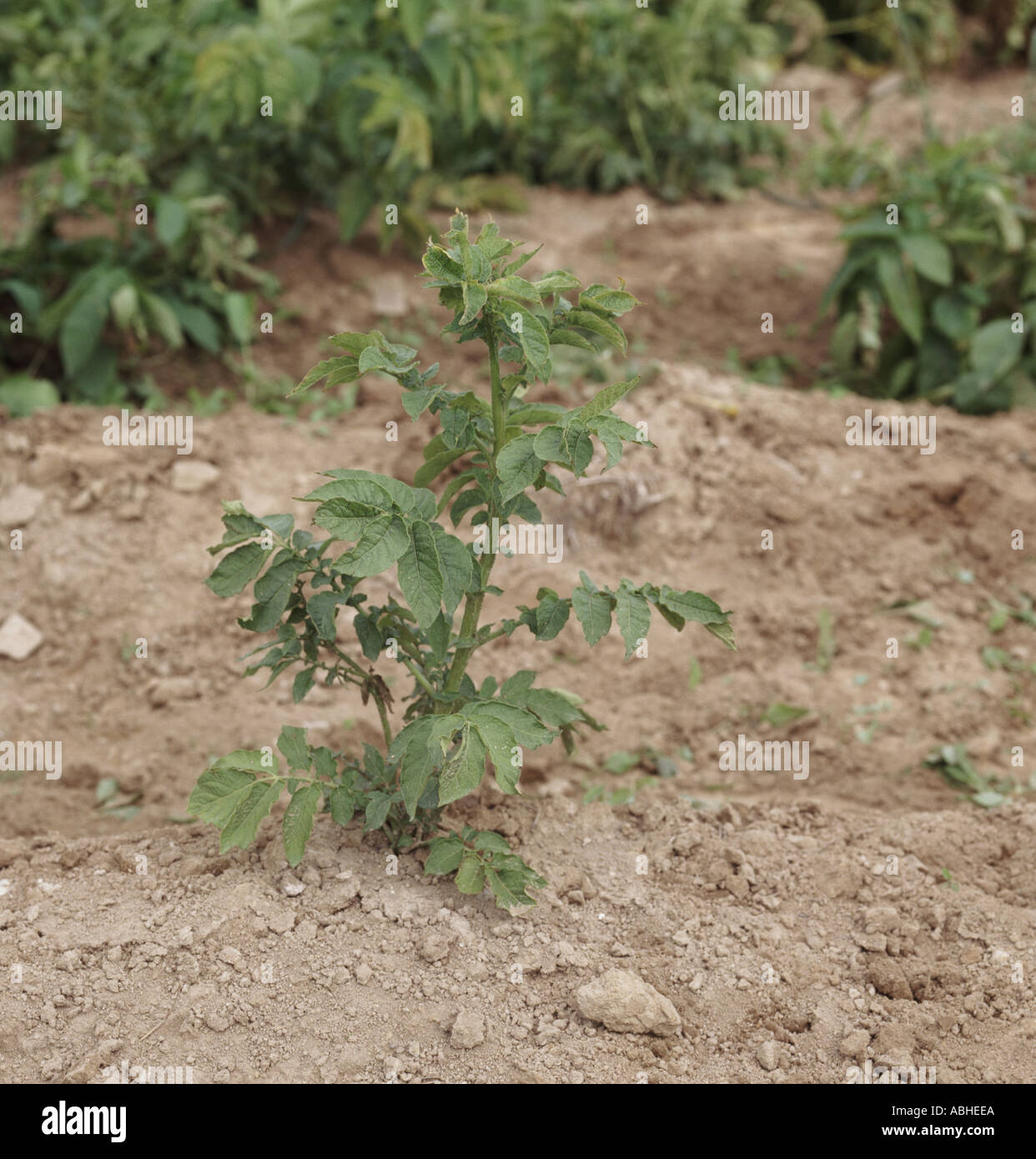 Potato tuber spindle viroid damage hi-res stock photography and images ...