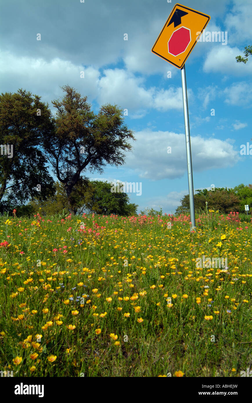 Field of mexican gold poppy in a meadow in South Texas Stock Photo - Alamy