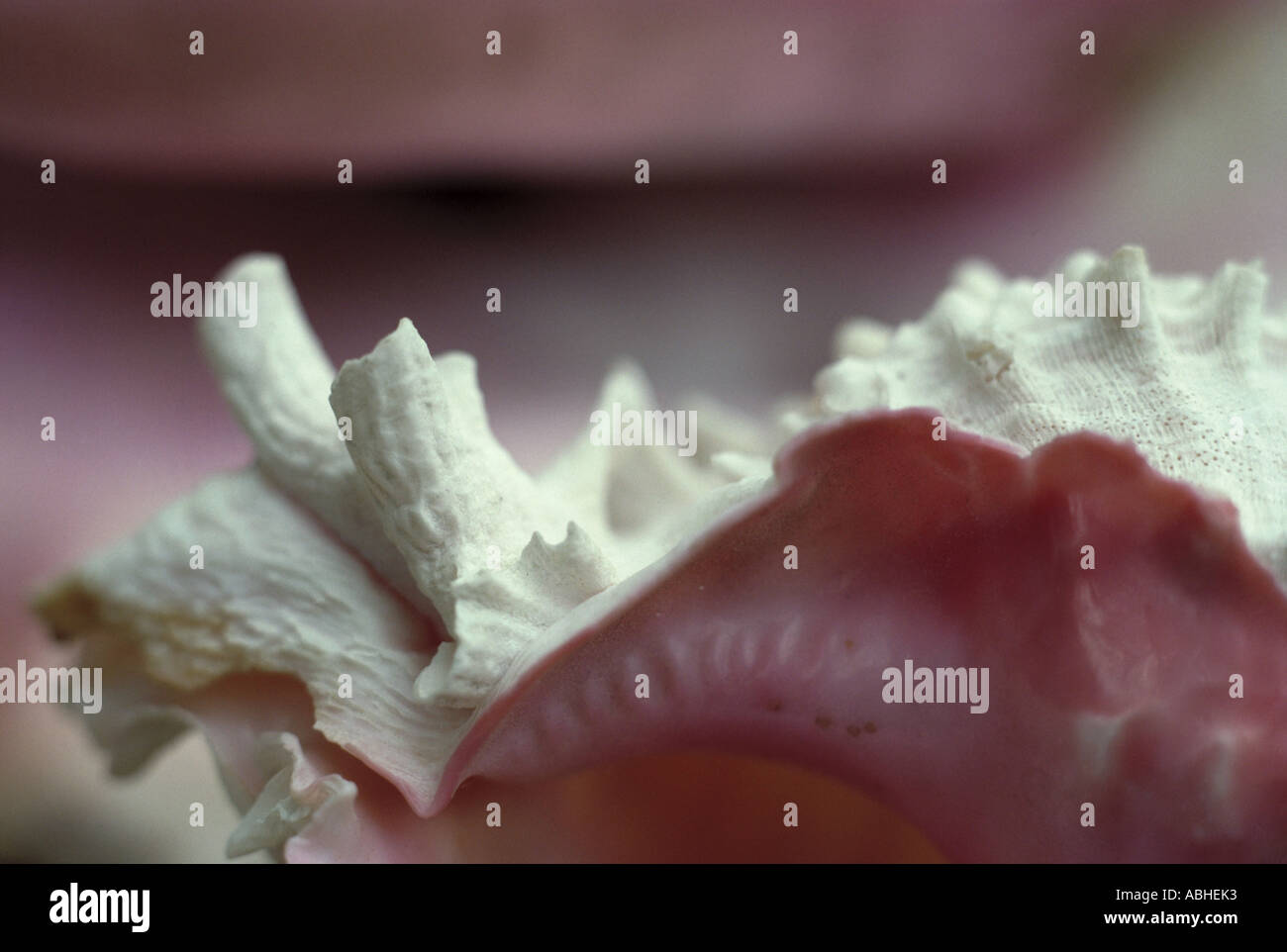 Conch Shell India High Resolution Stock Photography and Images - Alamy