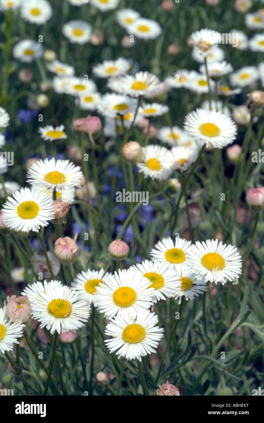 Field of white daisy in a meadow in South Texas Stock Photo - Alamy