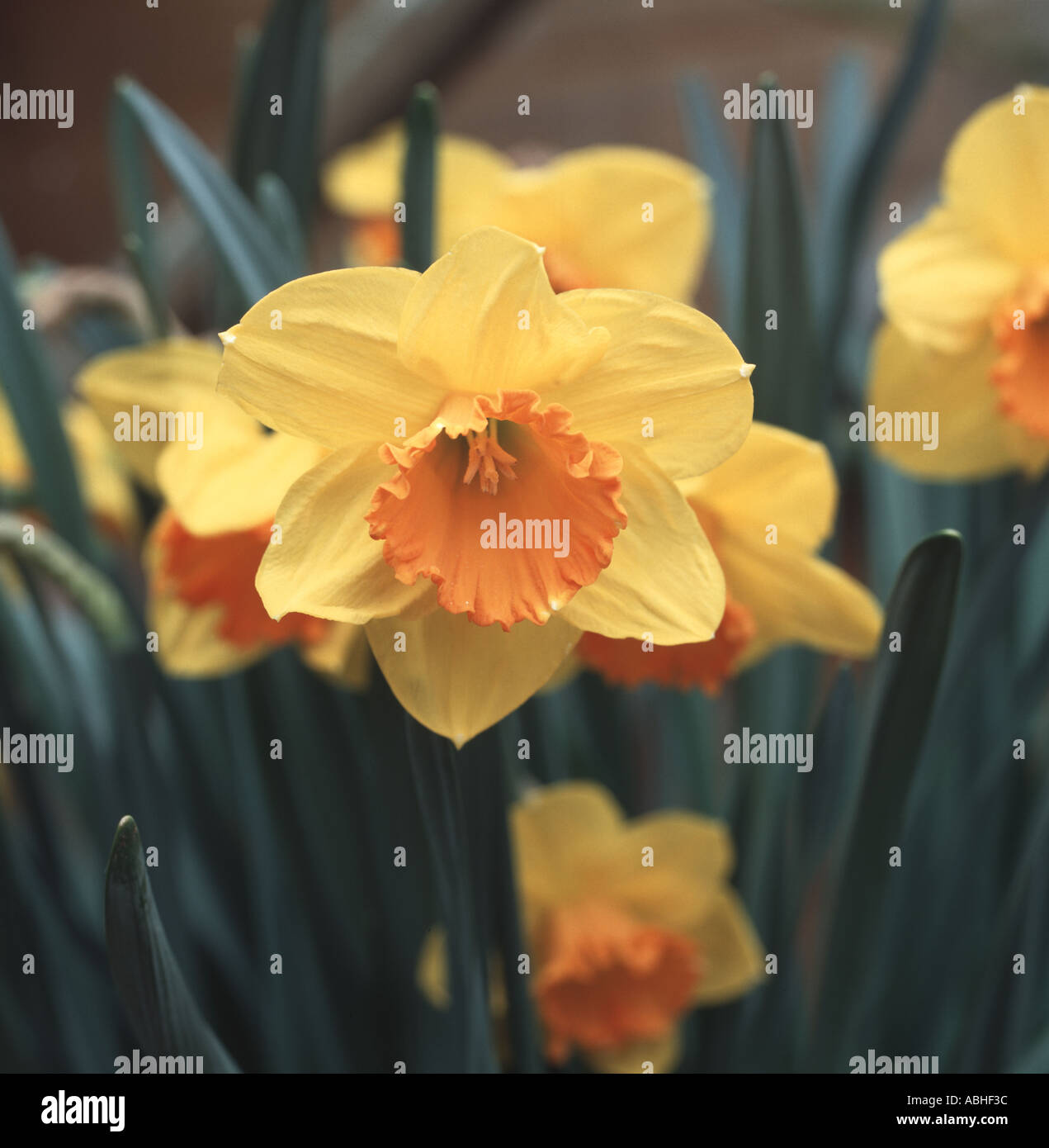 Narcissus Early Flame flower Stock Photo - Alamy
