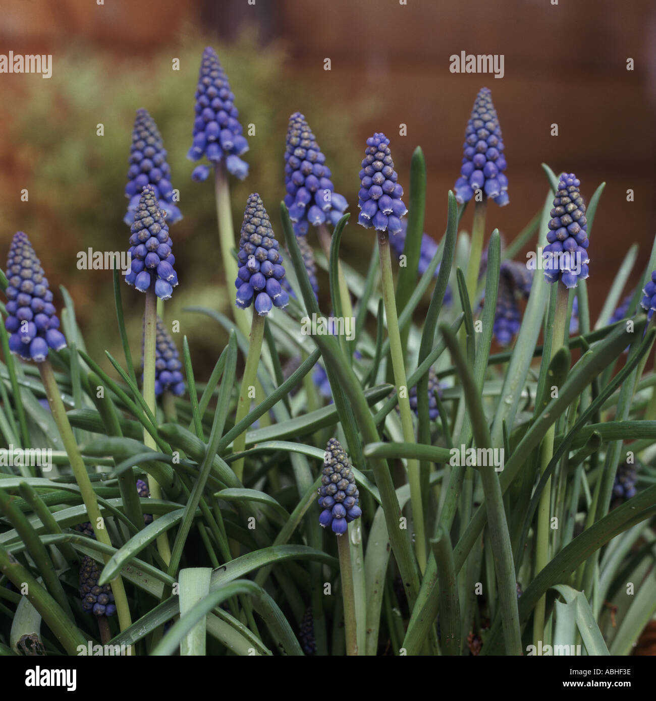 Grape hyacinths Muscari armeniacum in full flower Stock Photo - Alamy