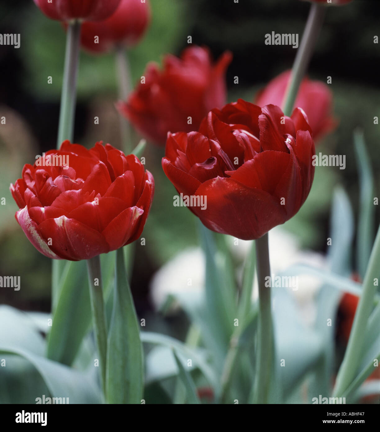 Tulip Dark Secret Tulipa spp in flower double tulip variety Stock Photo ...