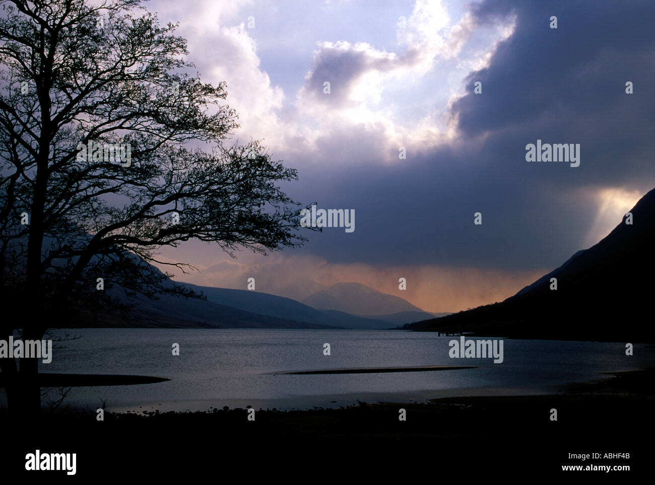 Tree scotland drama hi-res stock photography and images - Alamy