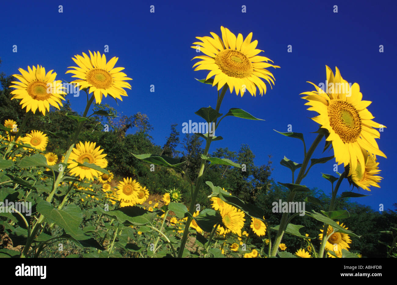 Tilted Flower Heads High Resolution Stock Photography and Images - Alamy