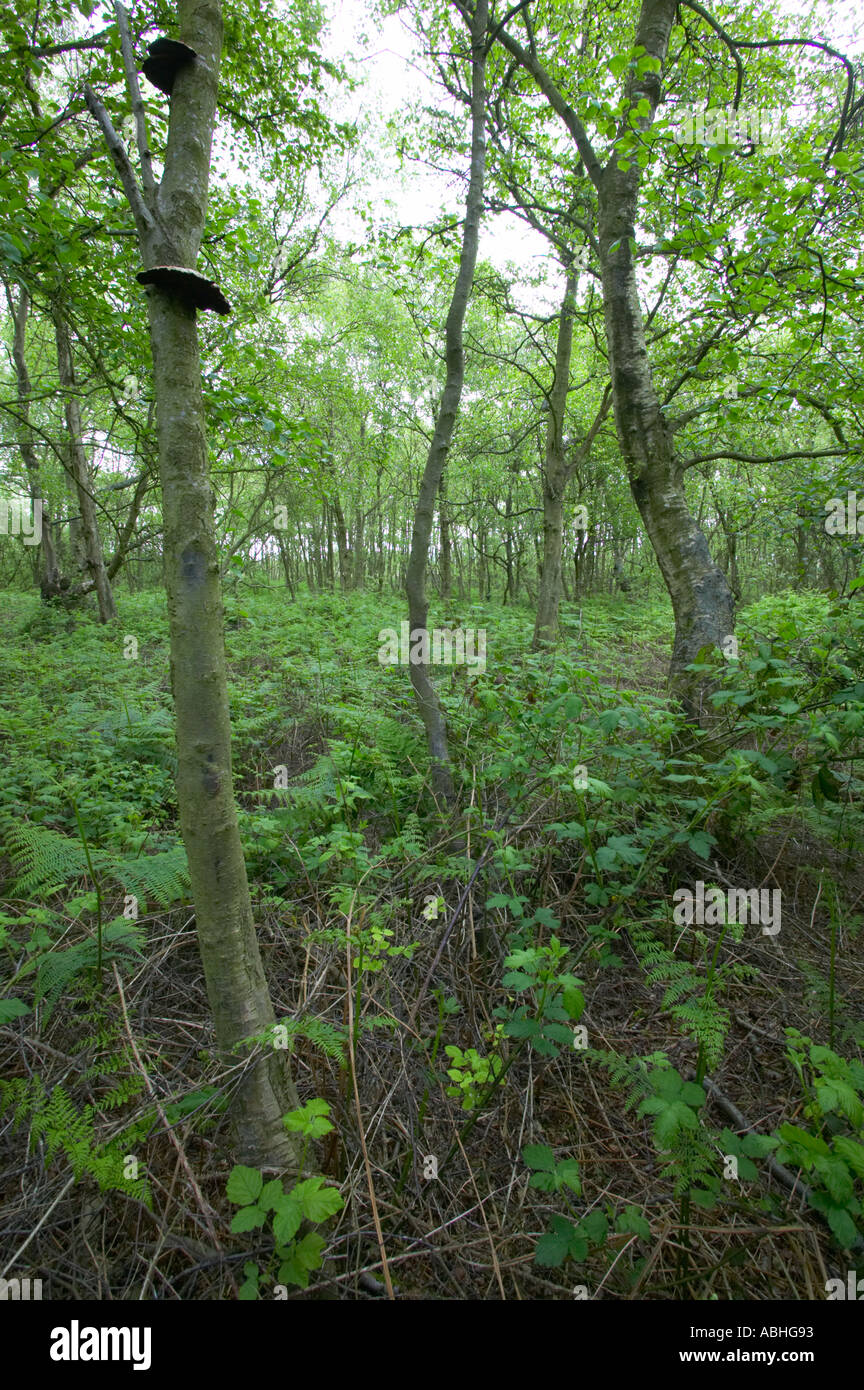 woodland growing on damp ground alongside a raised bog with moss and ...