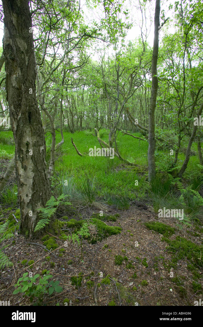 woodland growing on damp ground alongside a raised bog with moss and ...