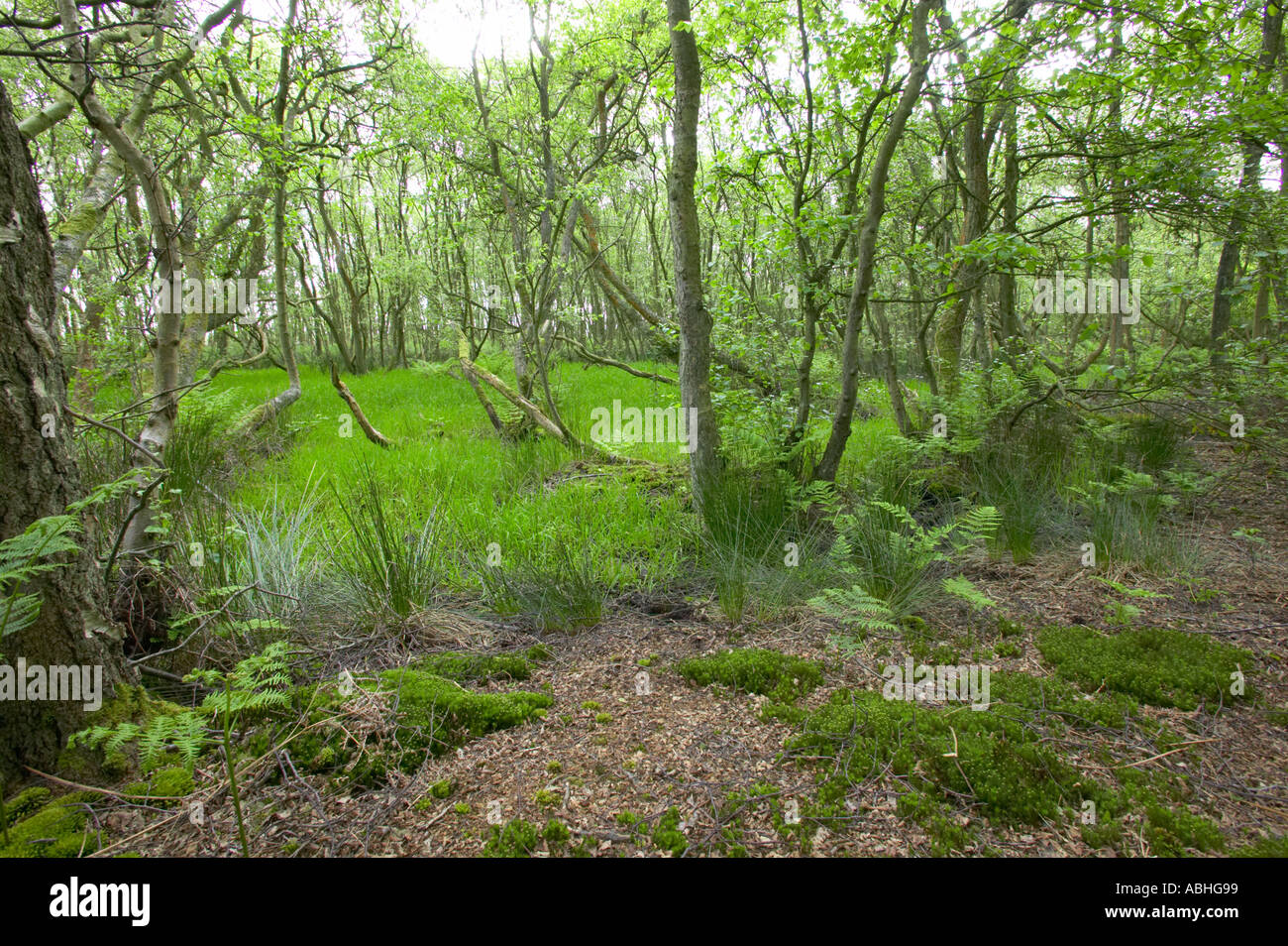 woodland growing on damp ground alongside a raised bog with moss and ...