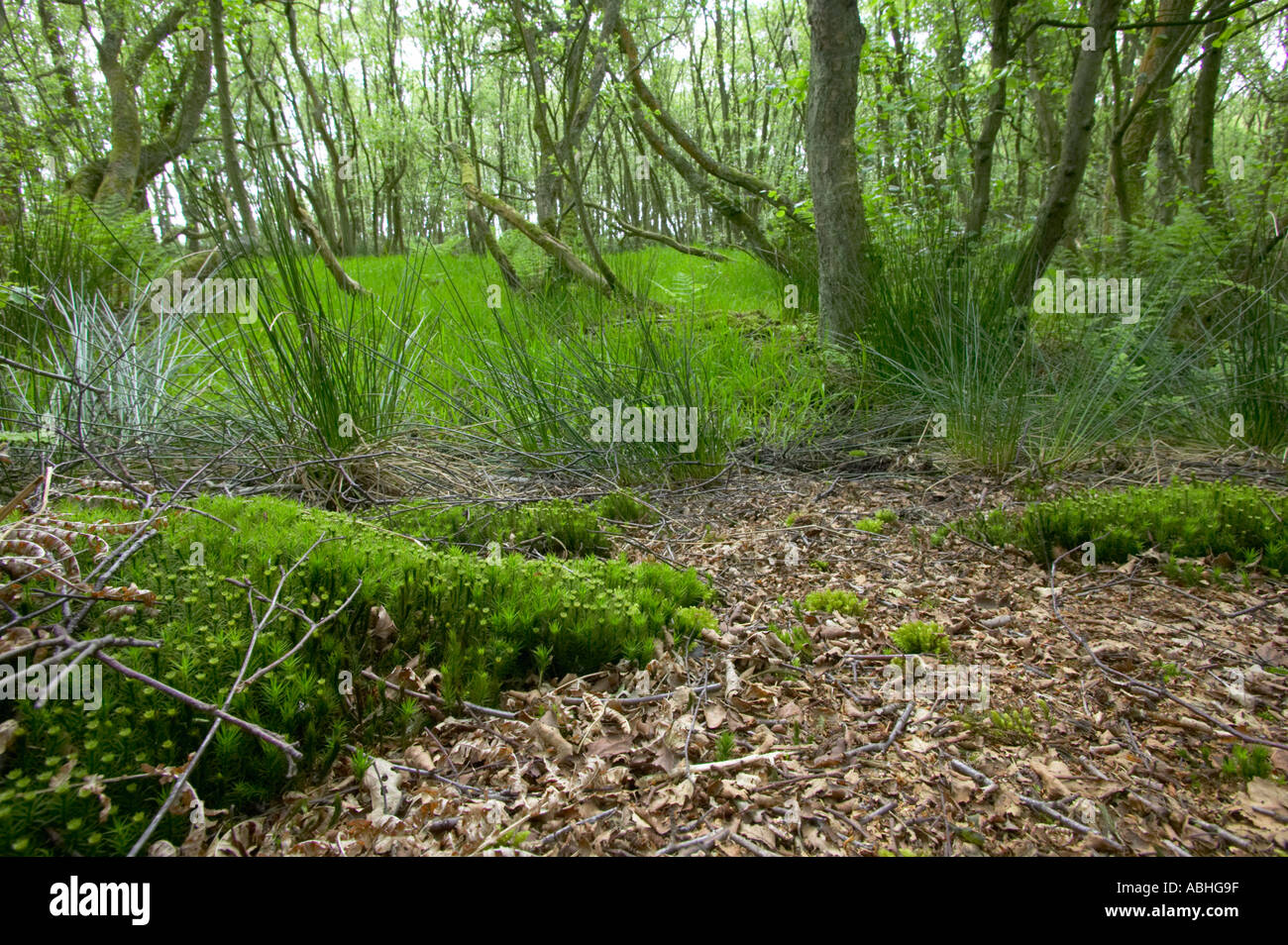 woodland growing on damp ground alongside a raised bog with moss and ...
