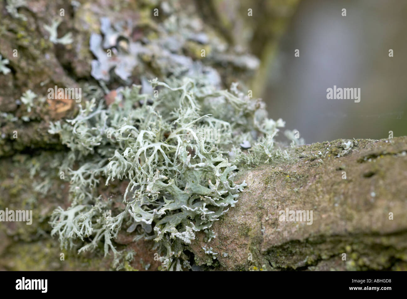 Various lichen species Stock Photo - Alamy