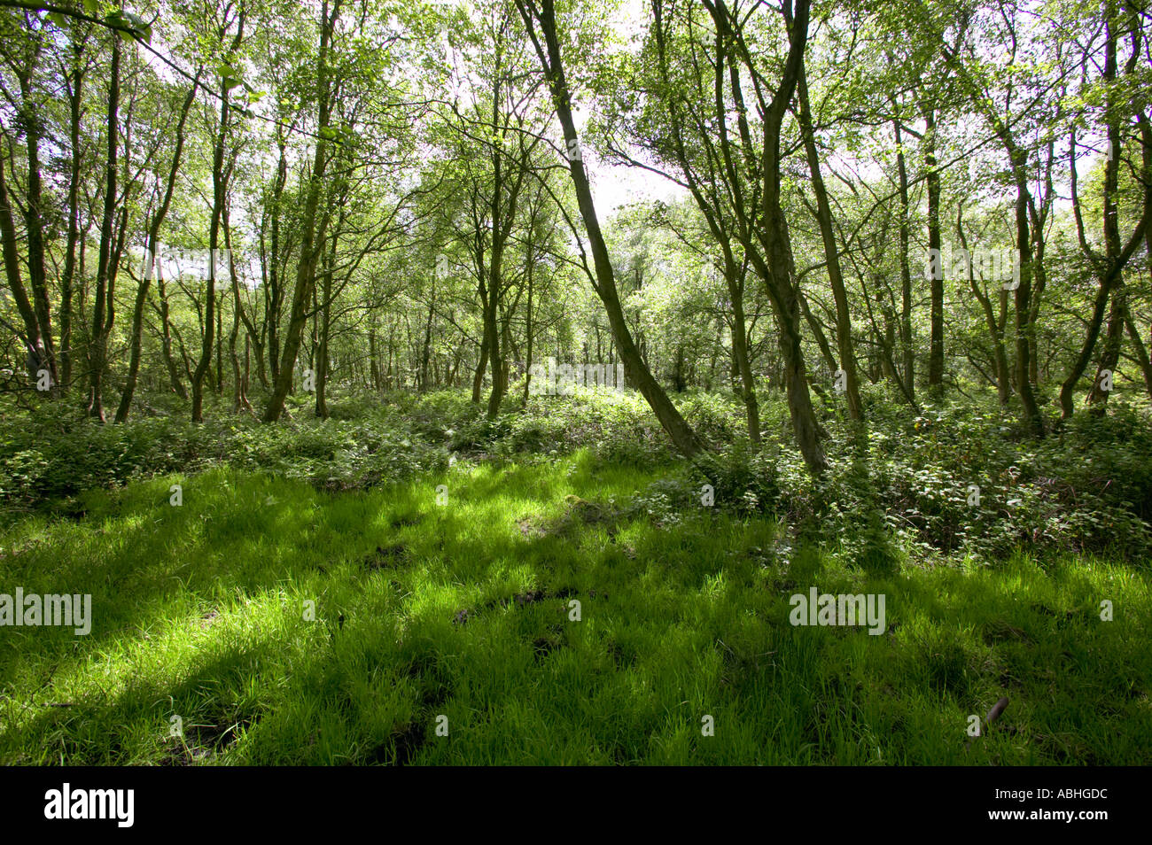woodland growing on damp ground alongside a raised bog with moss and ...