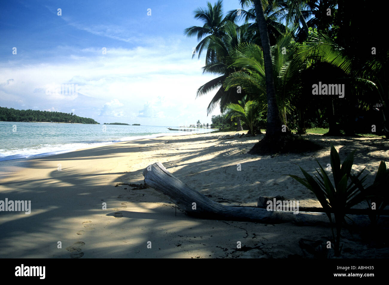 Fallen palm tree log on Maenam beach on the North coast of Koh Samui ...