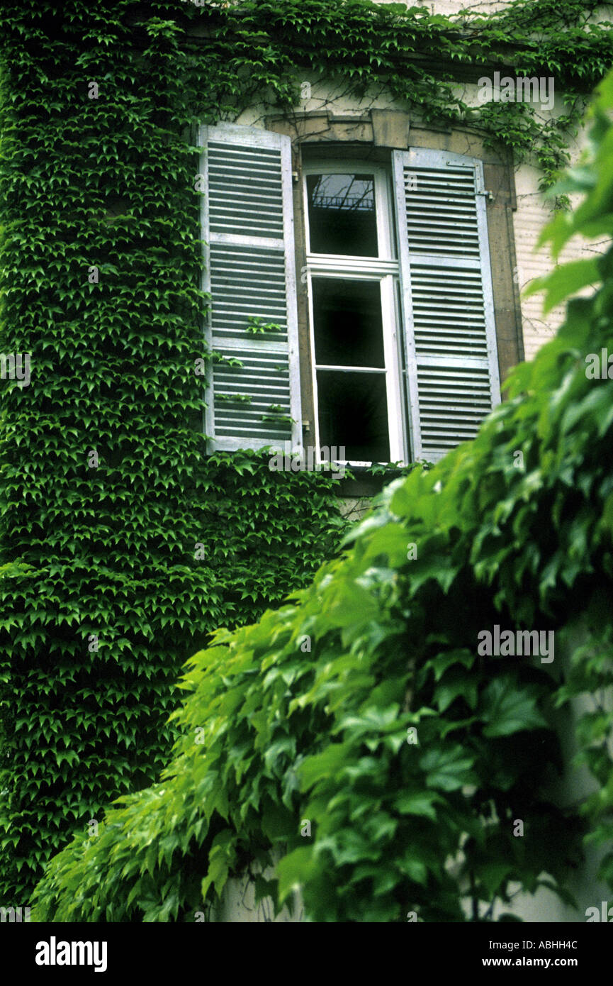 Ivy growing on wall and around window with white shutters at the Musée ...