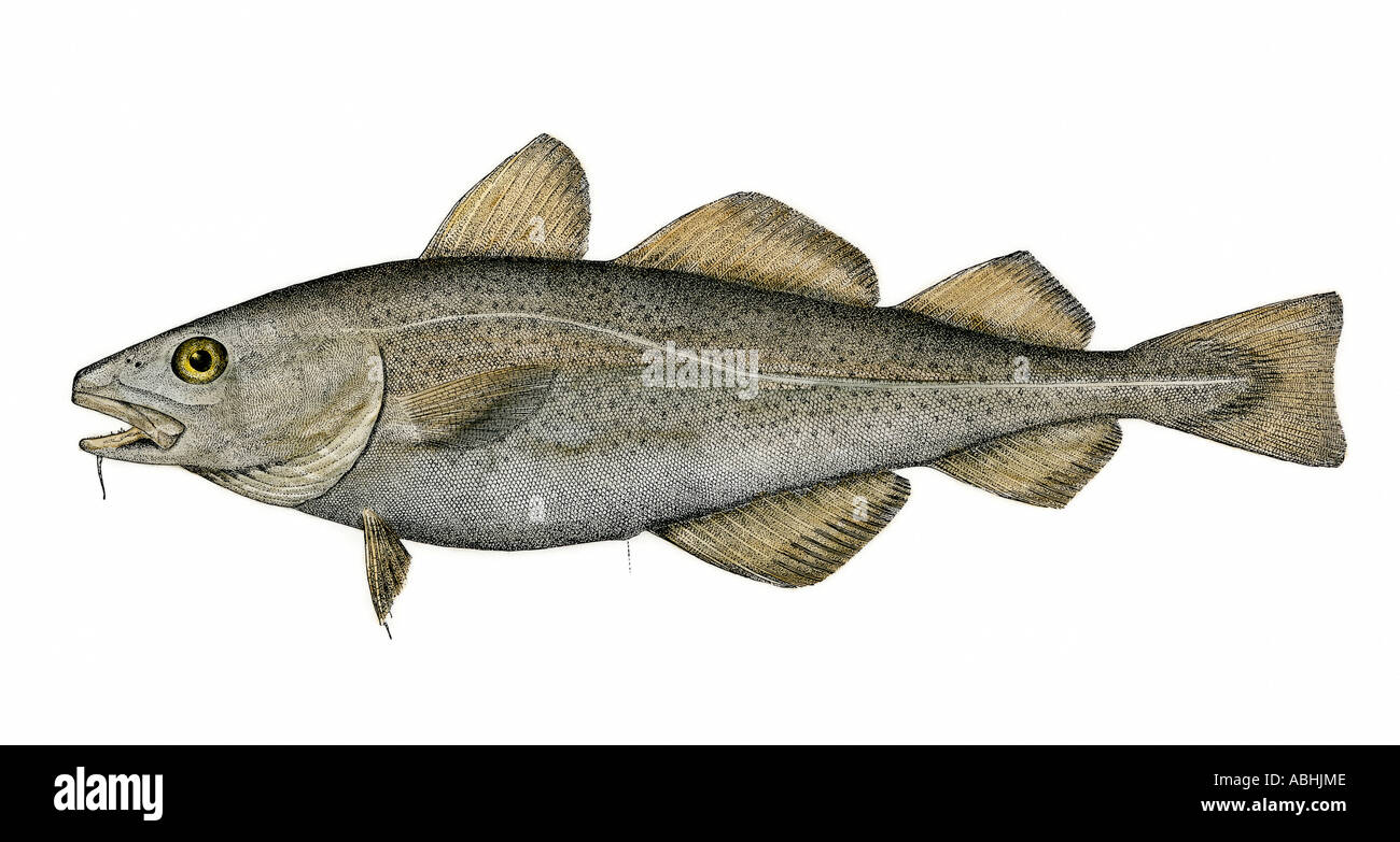 Woodcut food hi-res stock photography and images - Alamy