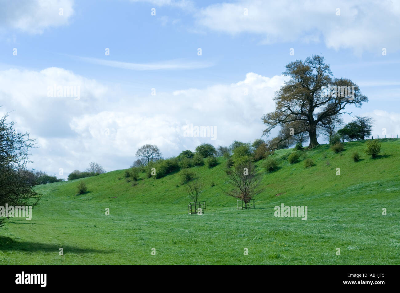 Trees and Bushes in Field Stock Photo - Alamy
