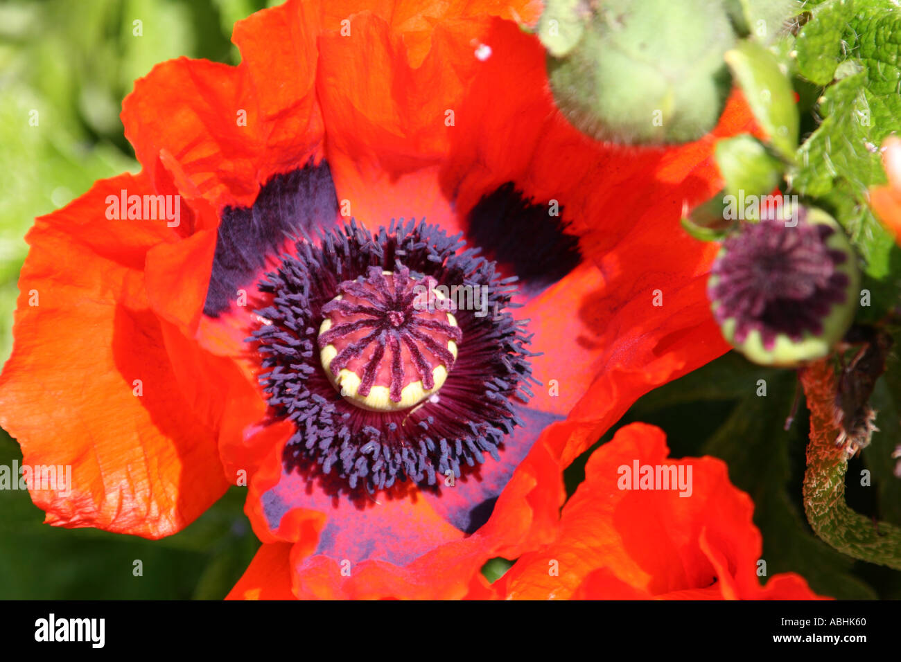 Macro poppy image hi-res stock photography and images - Alamy