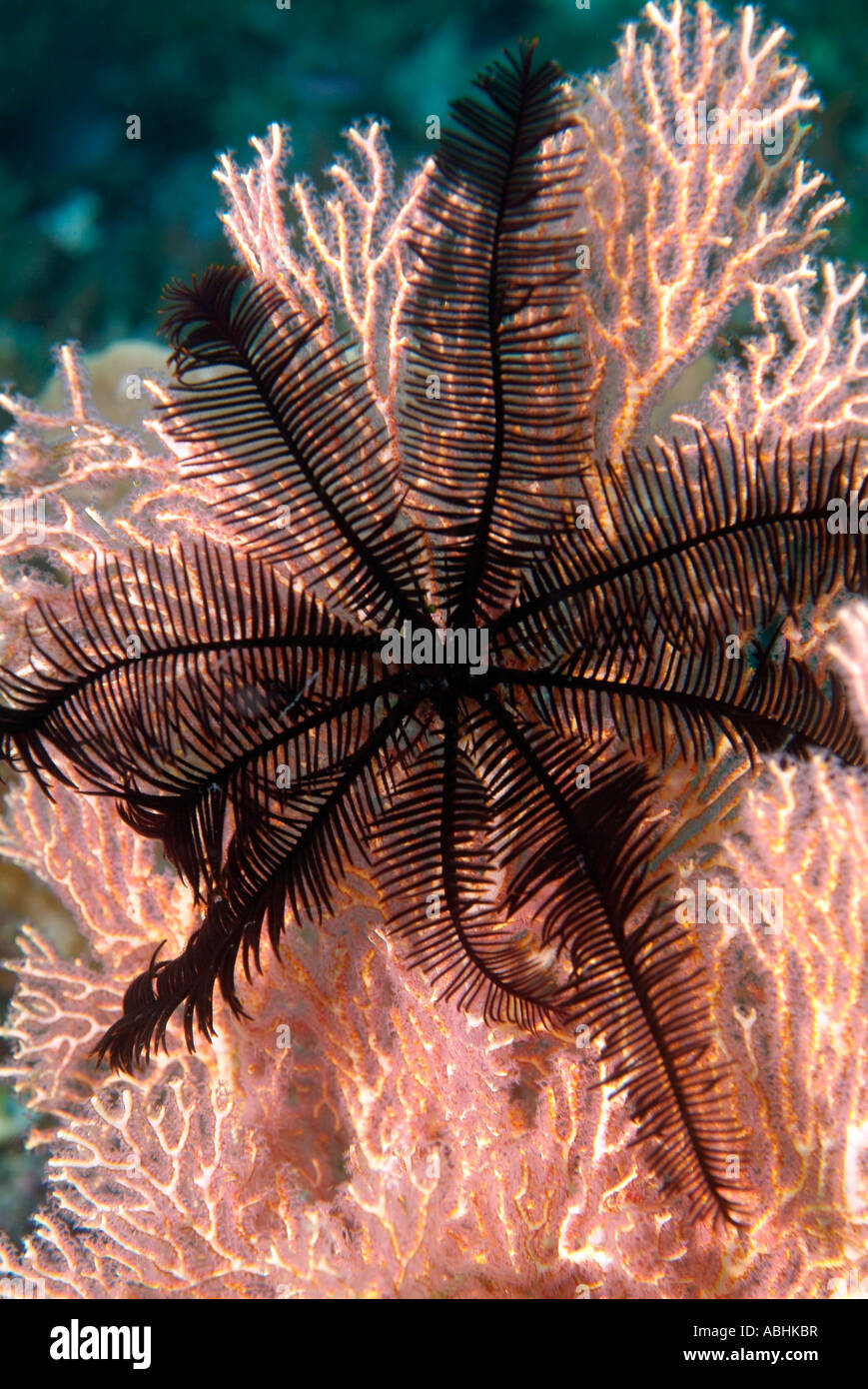Colobometra perspinosa hi-res stock photography and images - Alamy