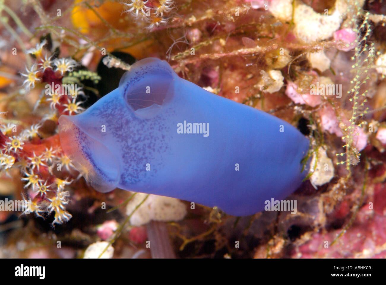 Sea tunicate in Raja Ampat, Indonesia Stock Photo - Alamy
