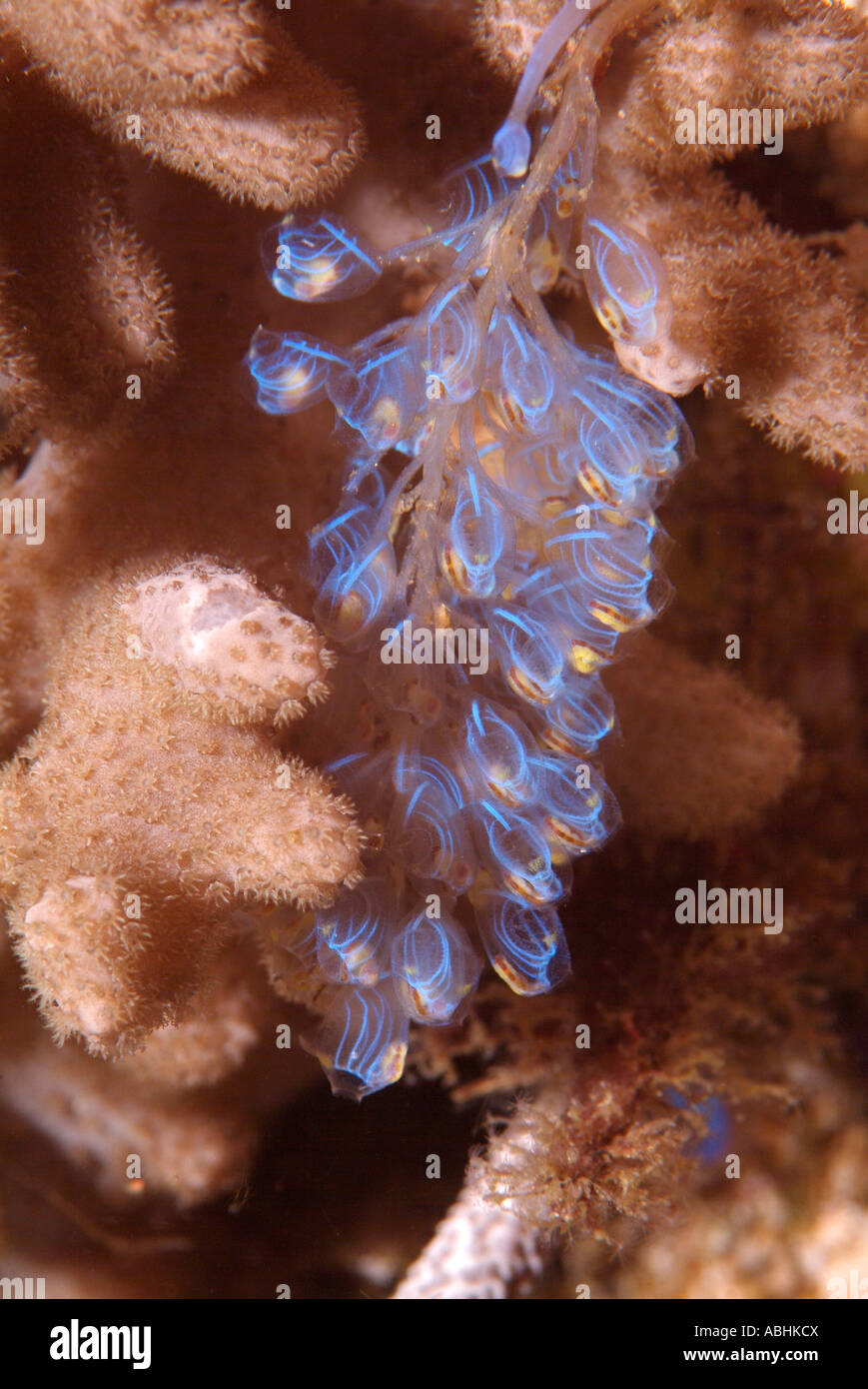 Painted Tunicate Sponge