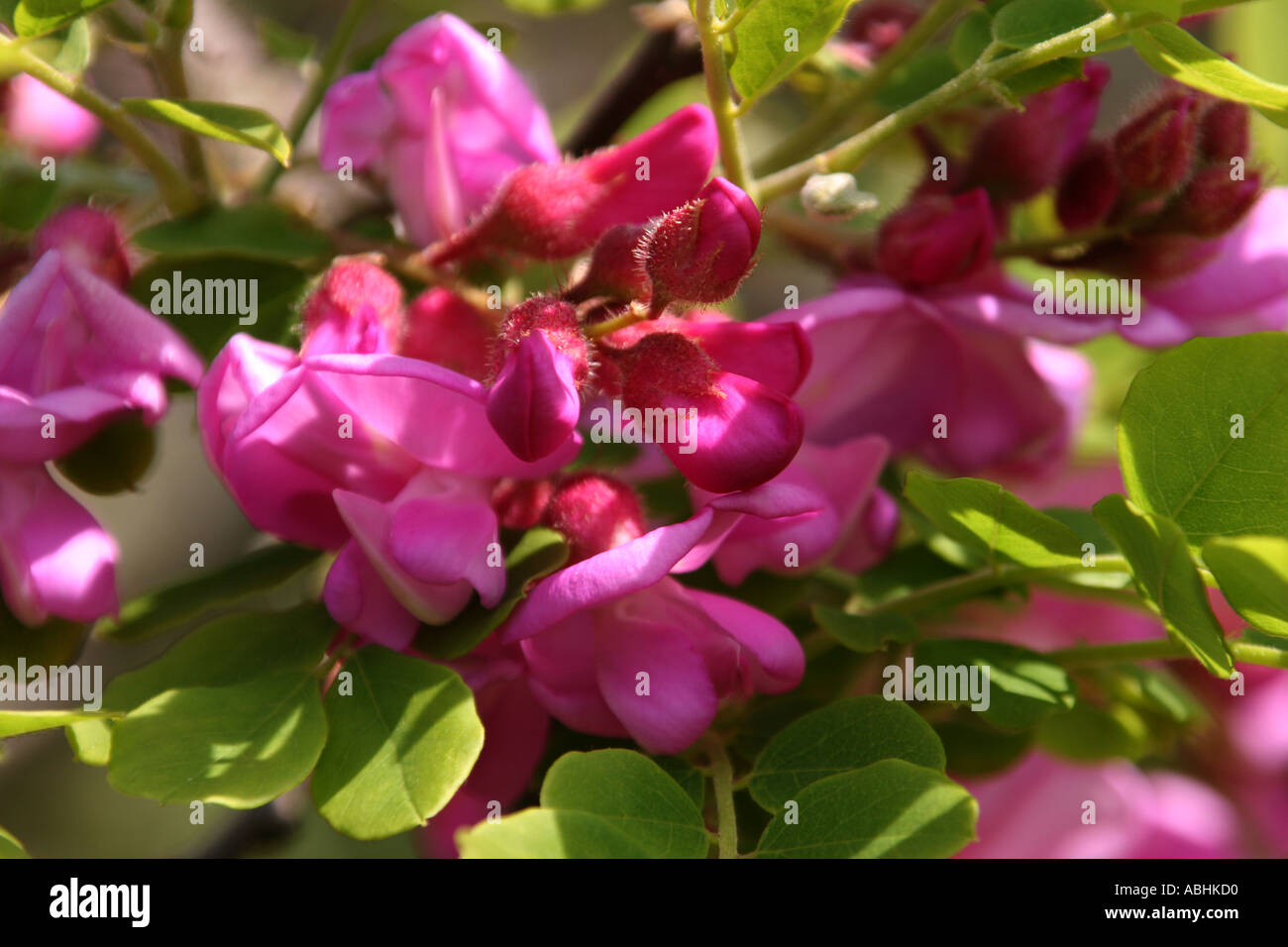 Macro image of pink Robinia flowers on a tree in Spring Stock Photo - Alamy