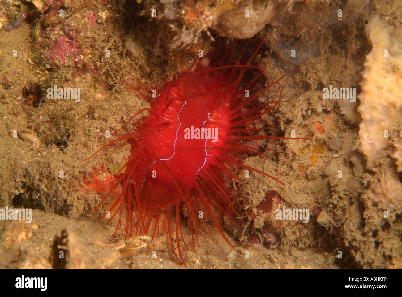 Electric flame clam hi-res stock photography and images - Alamy