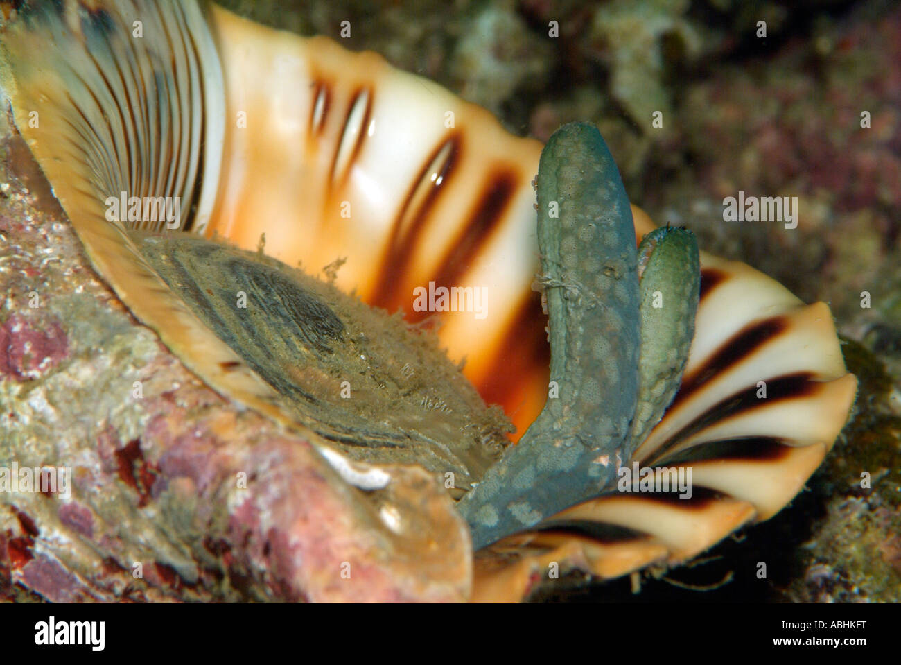 Leg out of a helmut shell in Raja Ampat, Indonesia Stock Photo - Alamy