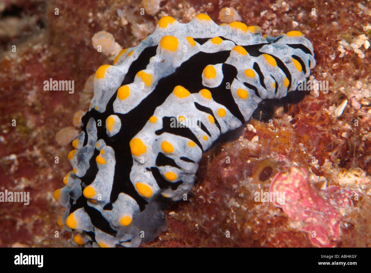 Nudibranch on a reef in Raja Ampat, Indonesia Stock Photo - Alamy